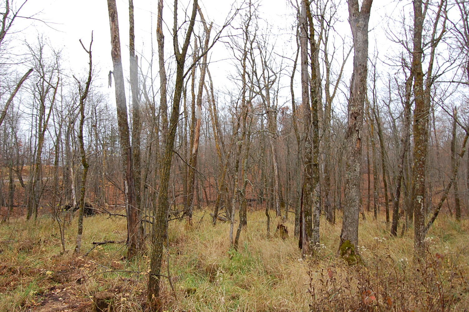 Treed Minnesota lot near Mille Lacs Lake | LandCentral