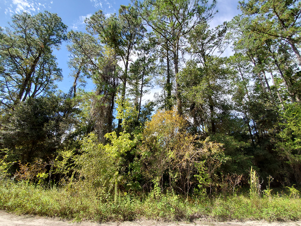 Treed Lot in Anthony | LandCentral
