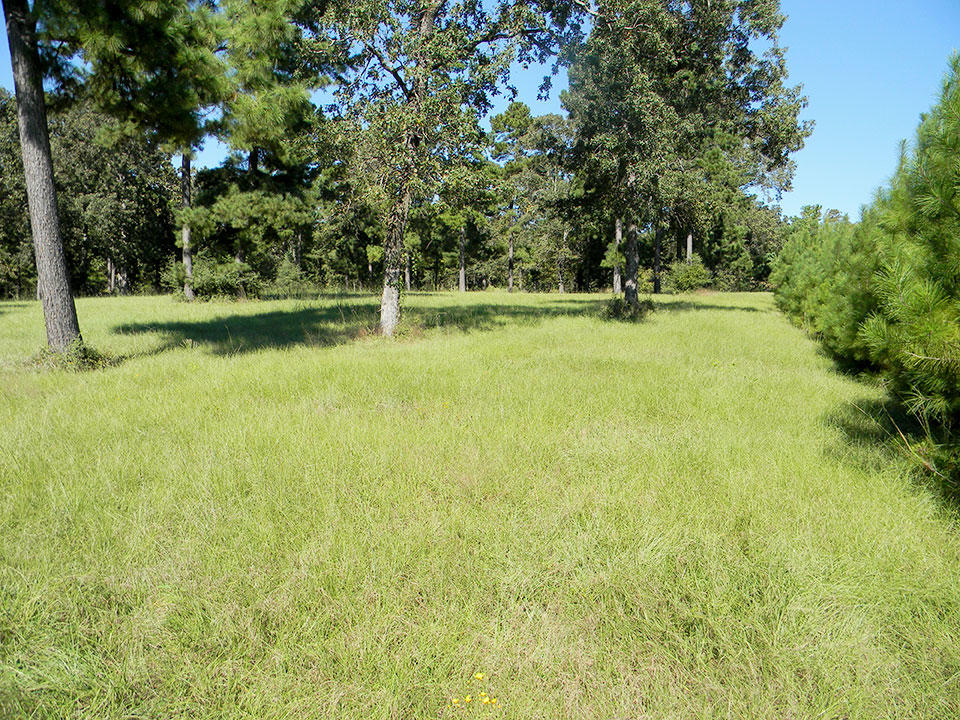 Enjoy the Peace and Quiet from Your Trinity Plantation | LandCentral