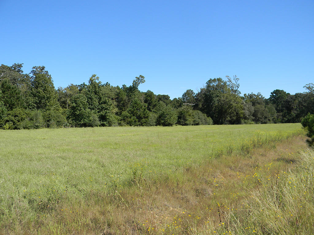 Texas Countryside Lot North of Houston | LandCentral